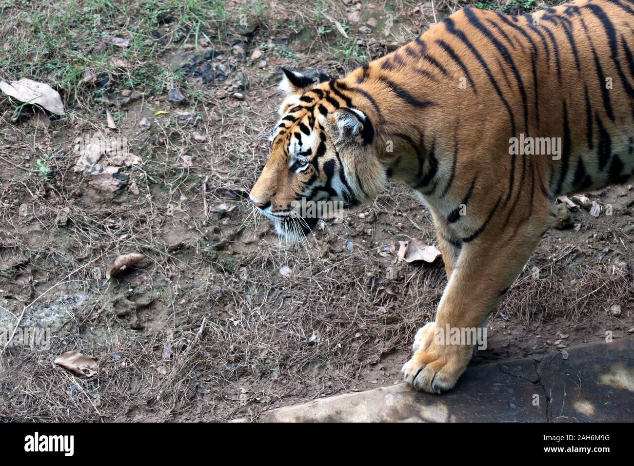 Tiger of Nandanakan Zoological Park in Odisha, India Stock Photo - Alamy