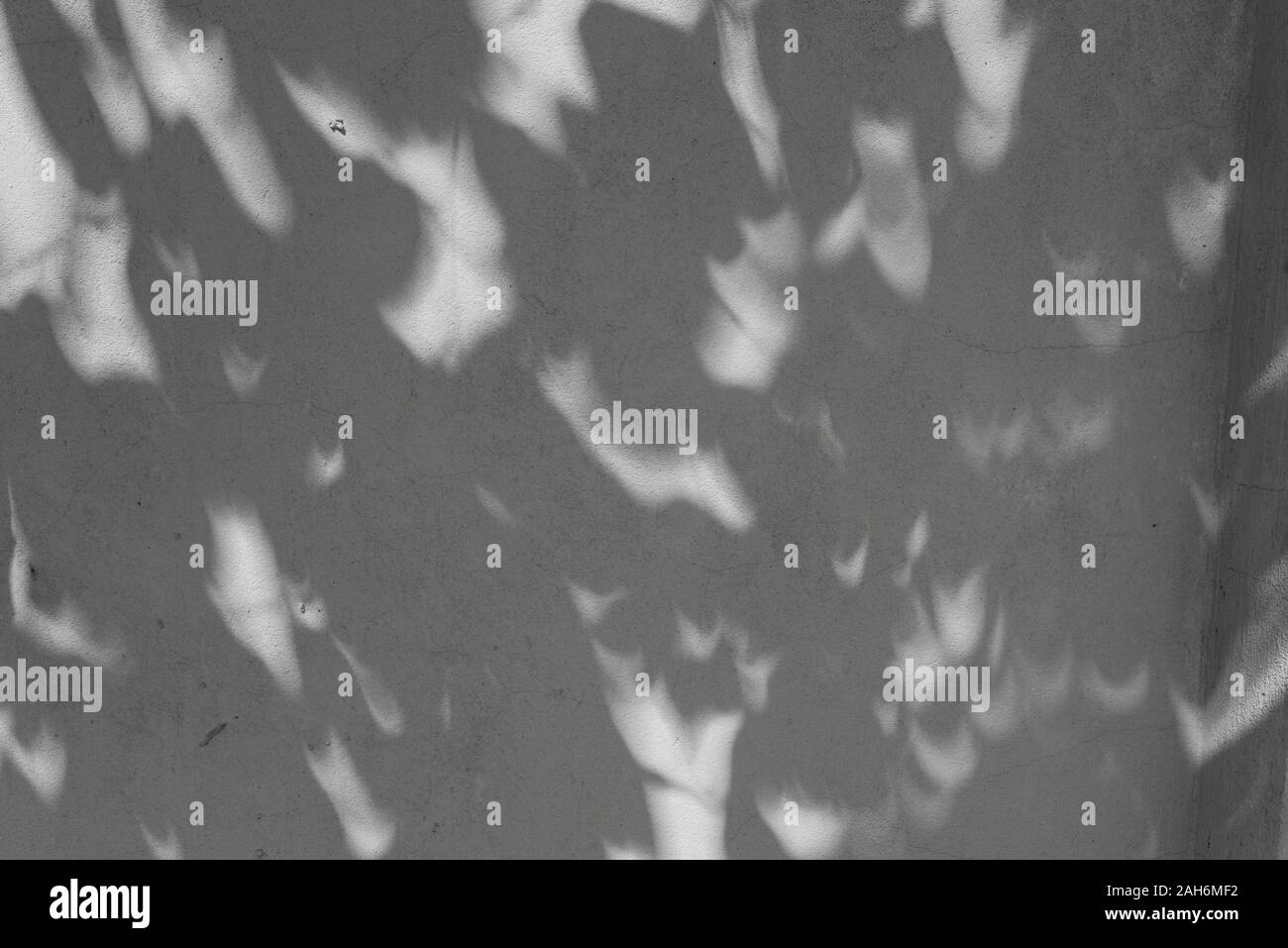 Crescent-shaped shadows of foliage during annular solar eclipse in Phnom Penh, Cambodia on ...