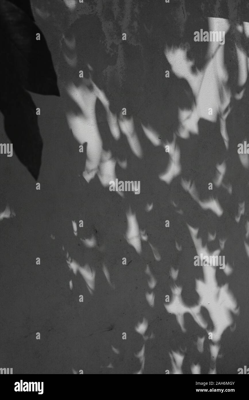 Crescent-shaped shadows of foliage during annular solar eclipse in Phnom Penh, Cambodia on ...