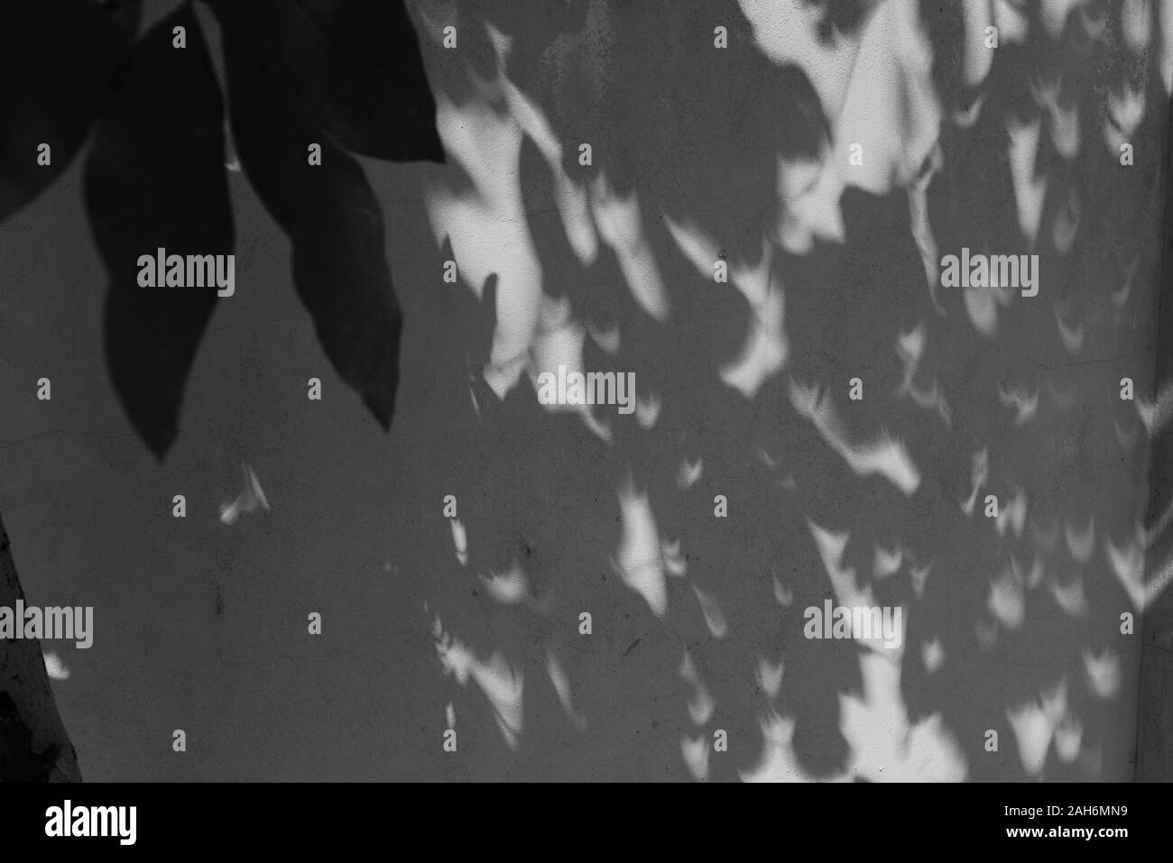 Crescent-shaped shadows of foliage during annular solar eclipse in ...