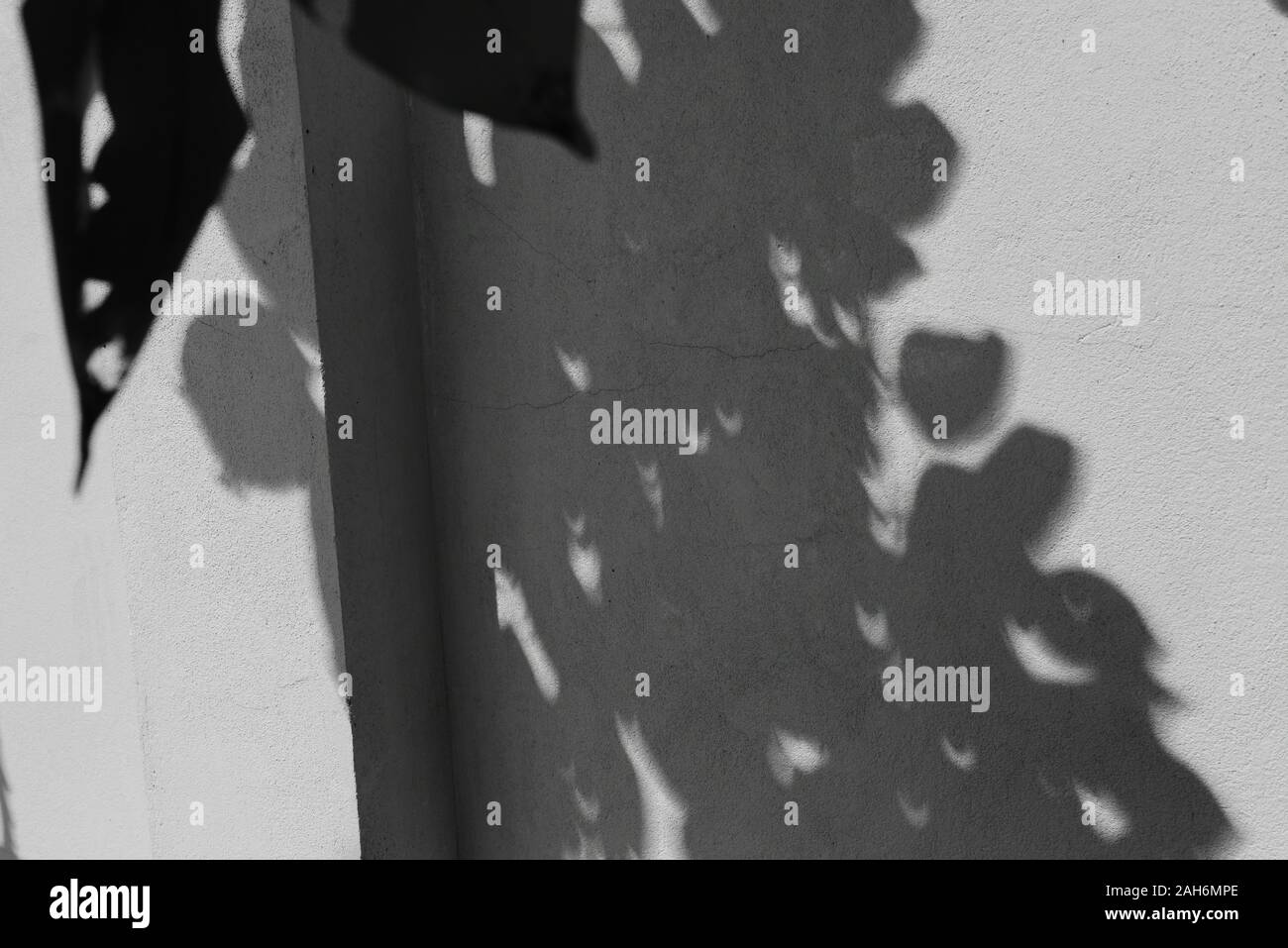 Crescent-shaped shadows of foliage during annular solar eclipse in ...