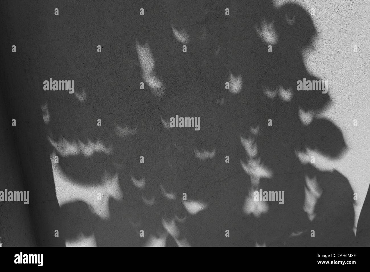 Crescent-shaped shadows of foliage during annular solar eclipse in Phnom Penh, Cambodia on ...