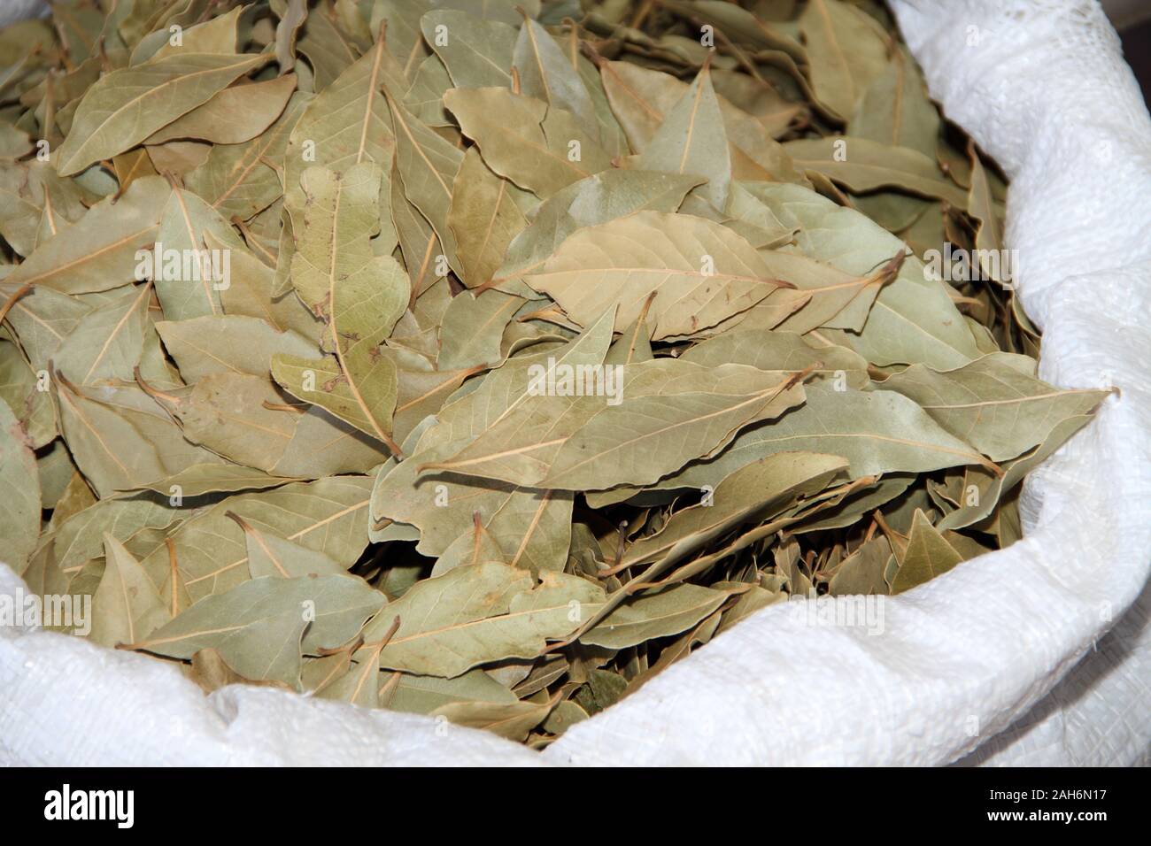 Laurel Leaves High Resolution Stock Photography and Images - Alamy