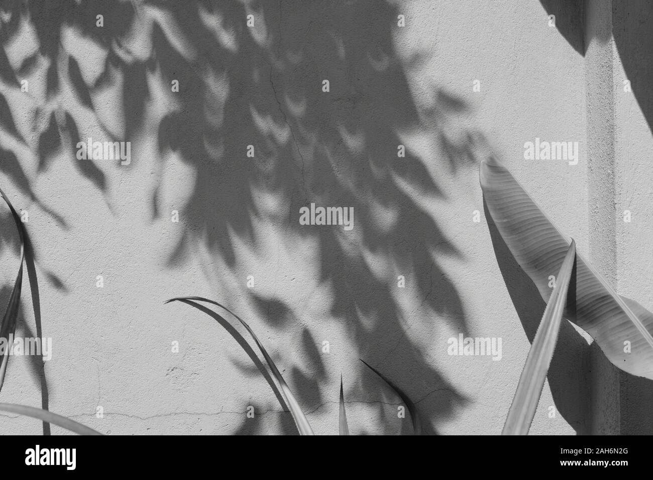 Crescent-shaped shadows of foliage during annular solar eclipse in Phnom Penh, Cambodia on ...