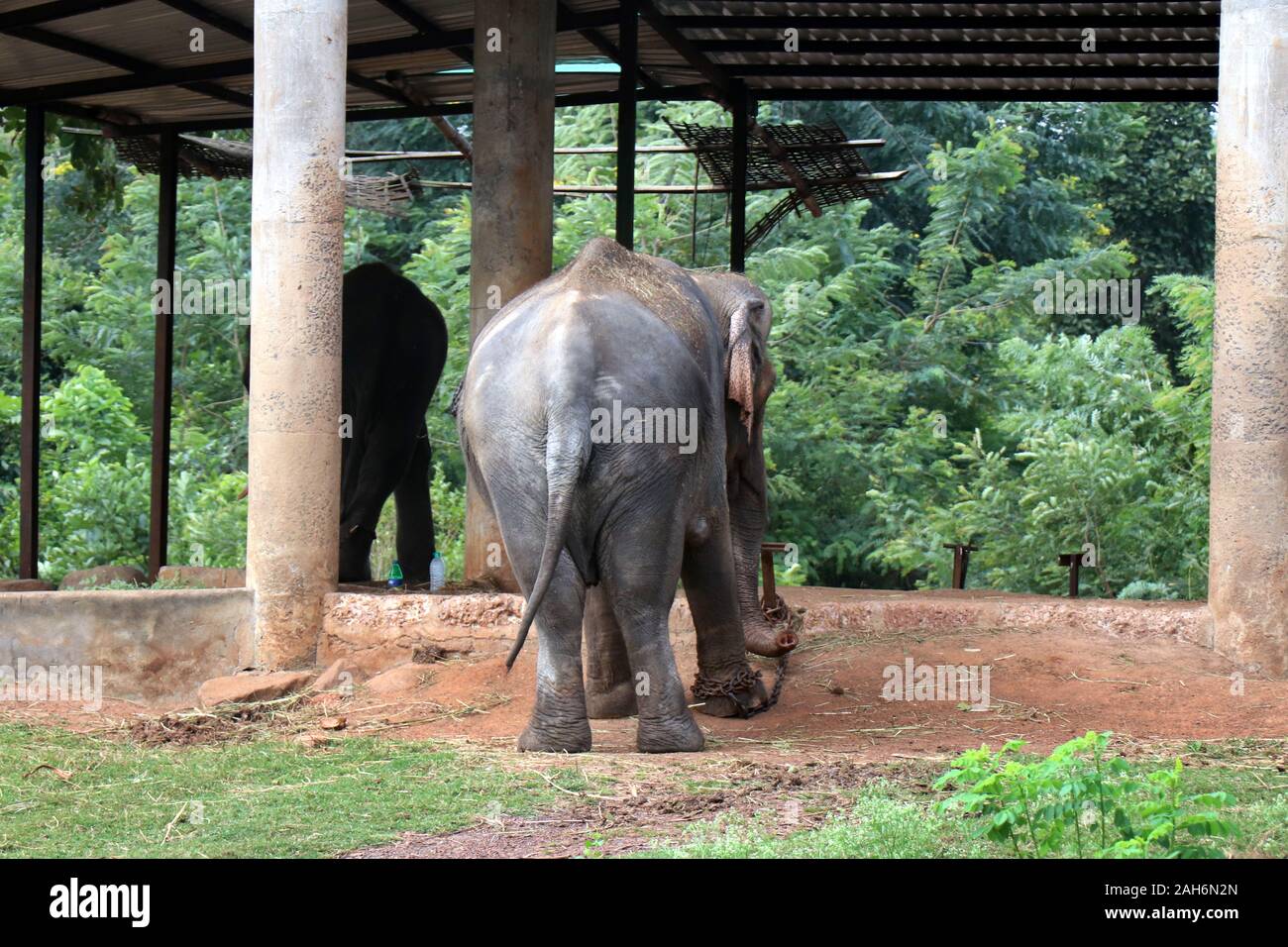 Elephant in the Zoo, Odisha, India. Nandankanan Zoological Park Stock ...
