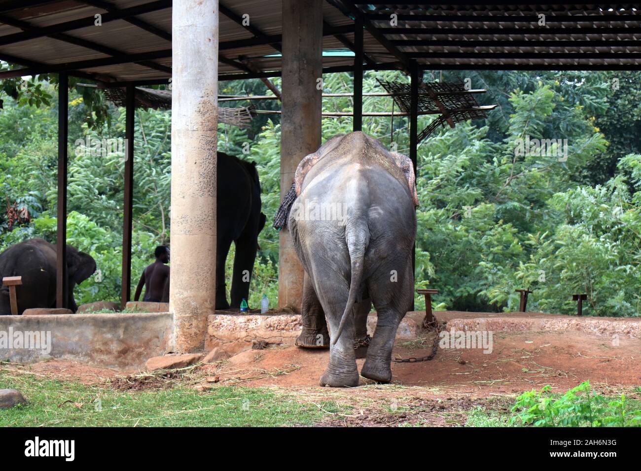 Elephant in the Zoo, Odisha, India. Nandankanan Zoological Park Stock ...