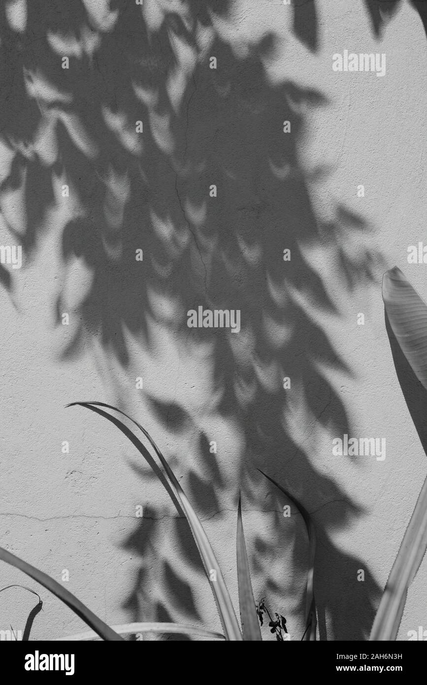 Crescent-shaped shadows of foliage during annular solar eclipse in ...