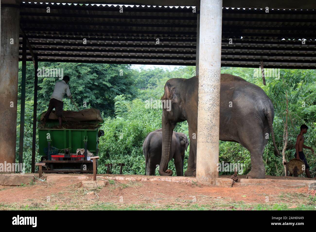 Elephant in the Zoo, Odisha, India. Nandankanan Zoological Park Stock ...
