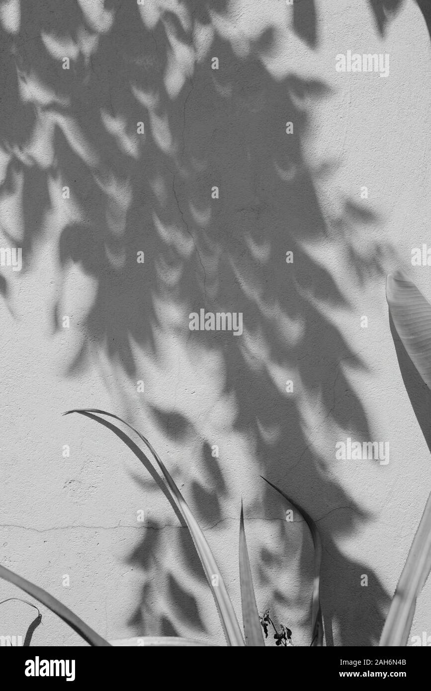 Crescent-shaped shadows of foliage during annular solar eclipse in ...