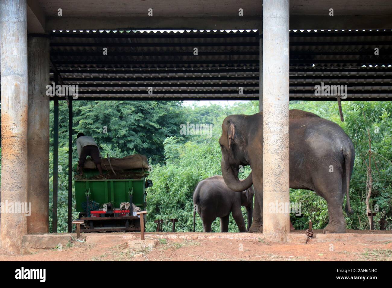 Elephant in the Zoo, Odisha, India. Nandankanan Zoological Park Stock ...