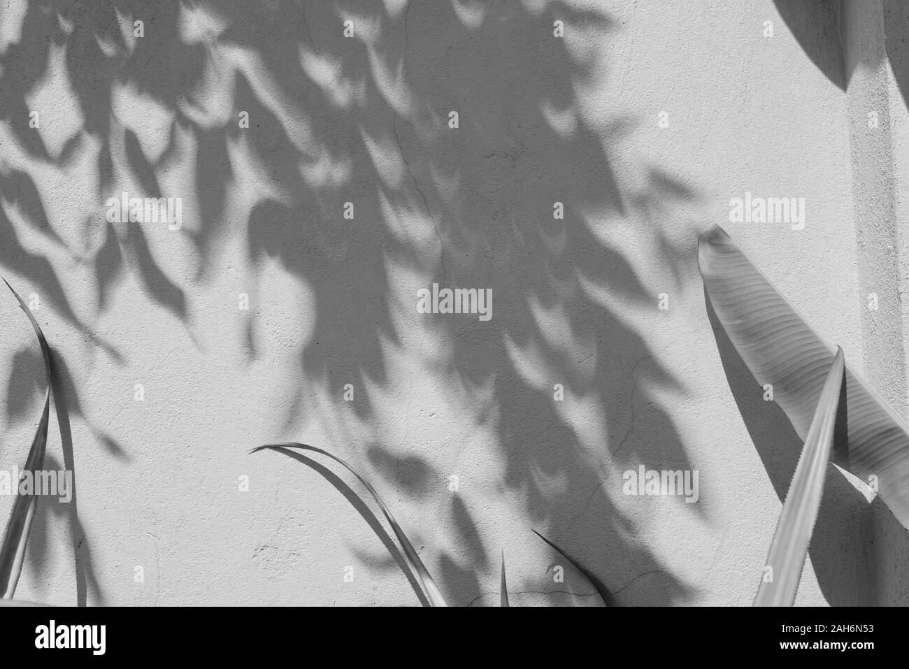 Crescent-shaped shadows of foliage during annular solar eclipse in ...