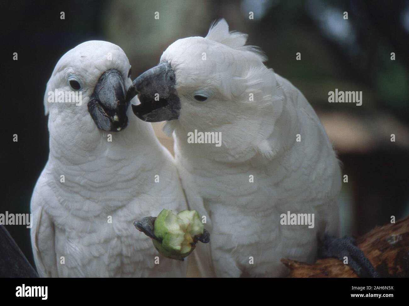 cockatoos eat a pear Stock Photo - Alamy