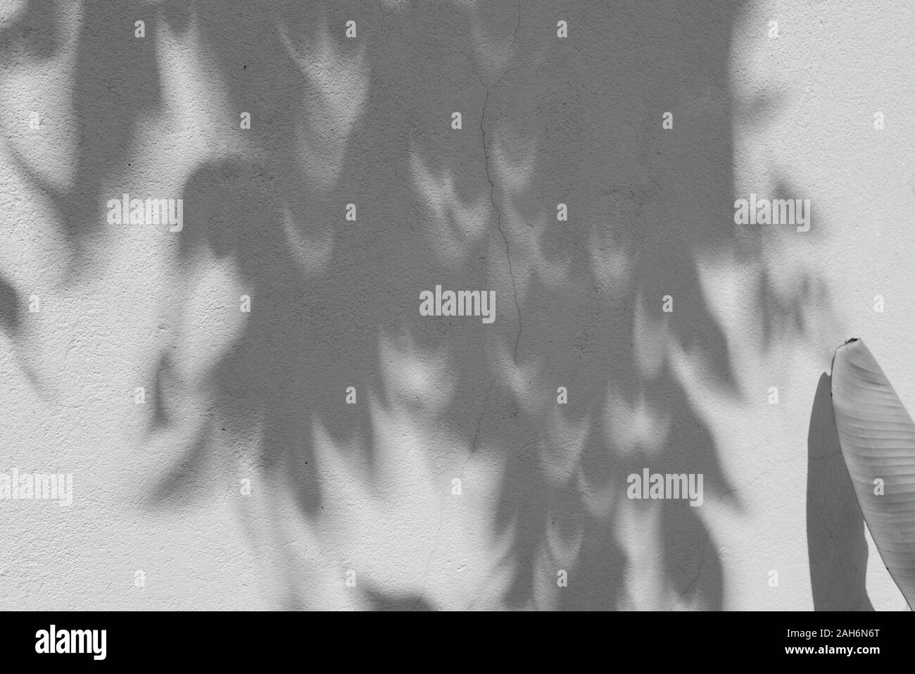 Crescent-shaped shadows of foliage during annular solar eclipse in ...