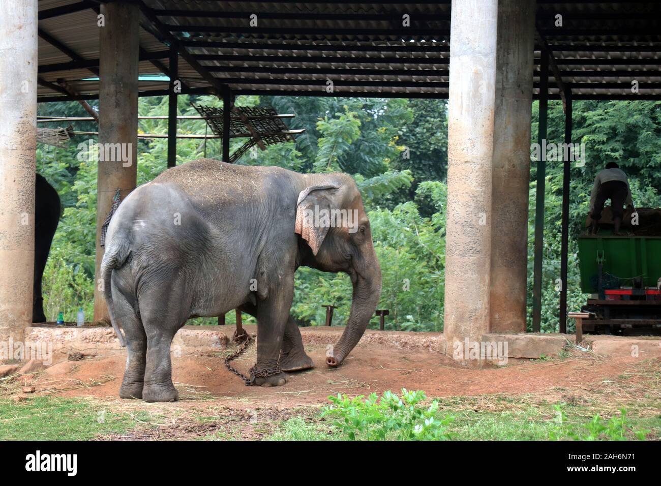Elephant in the Zoo, Odisha, India. Nandankanan Zoological Park Stock ...