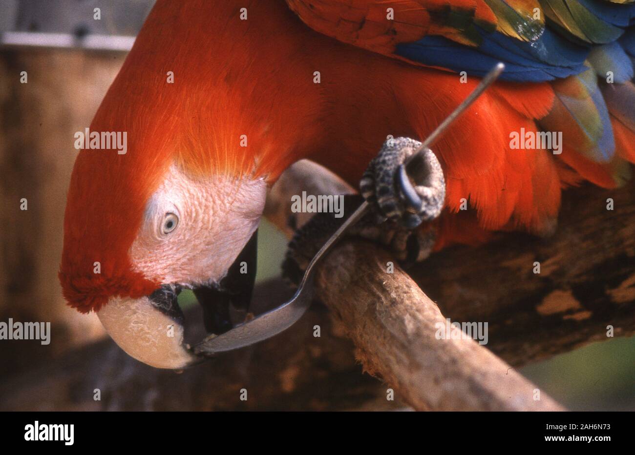 light red macaw Stock Photo - Alamy