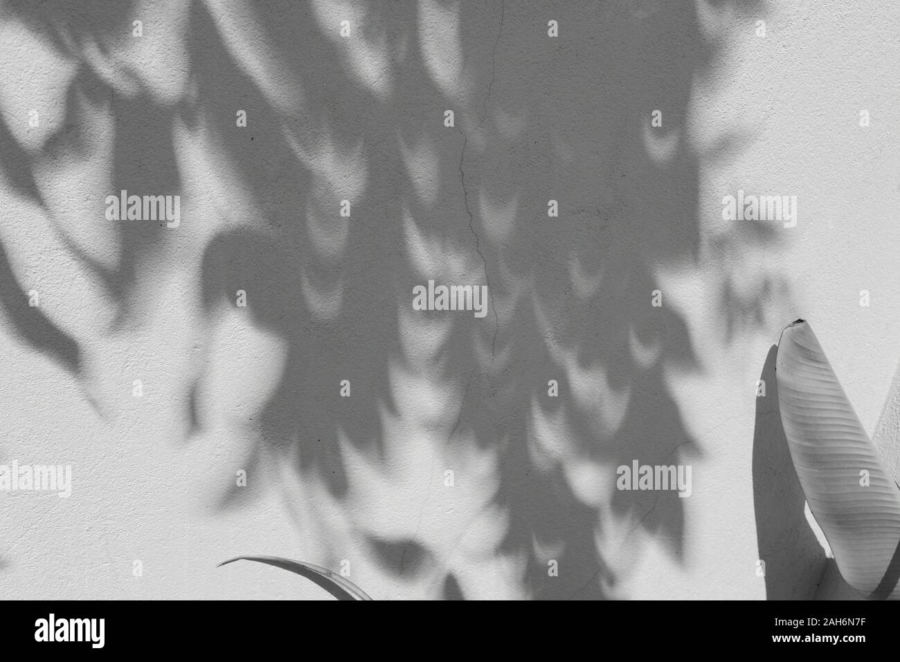 Crescent-shaped shadows of foliage during annular solar eclipse in ...