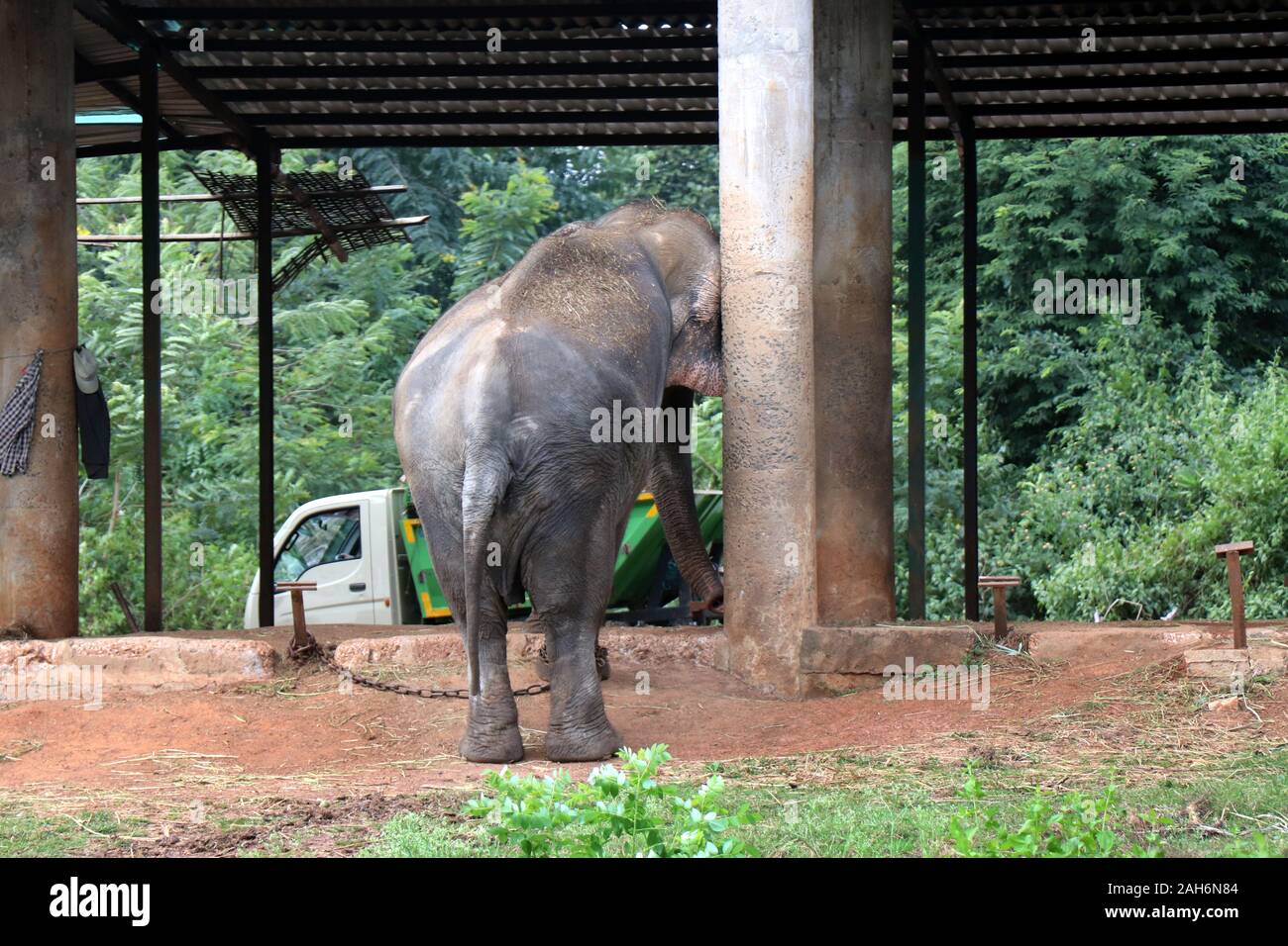 Elephant in the Zoo, Odisha, India. Nandankanan Zoological Park Stock ...