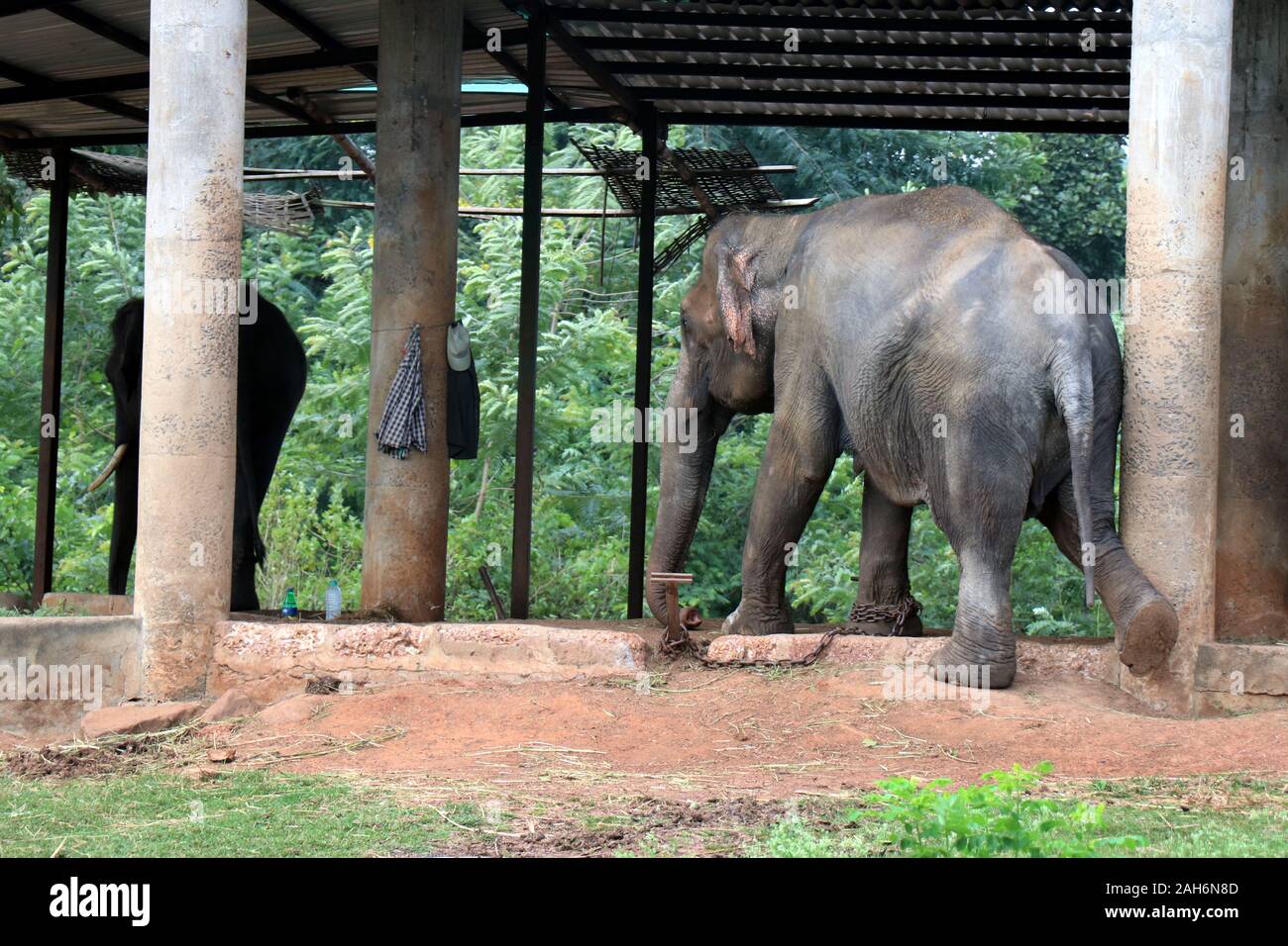 Elephant in the Zoo, Odisha, India. Nandankanan Zoological Park Stock ...