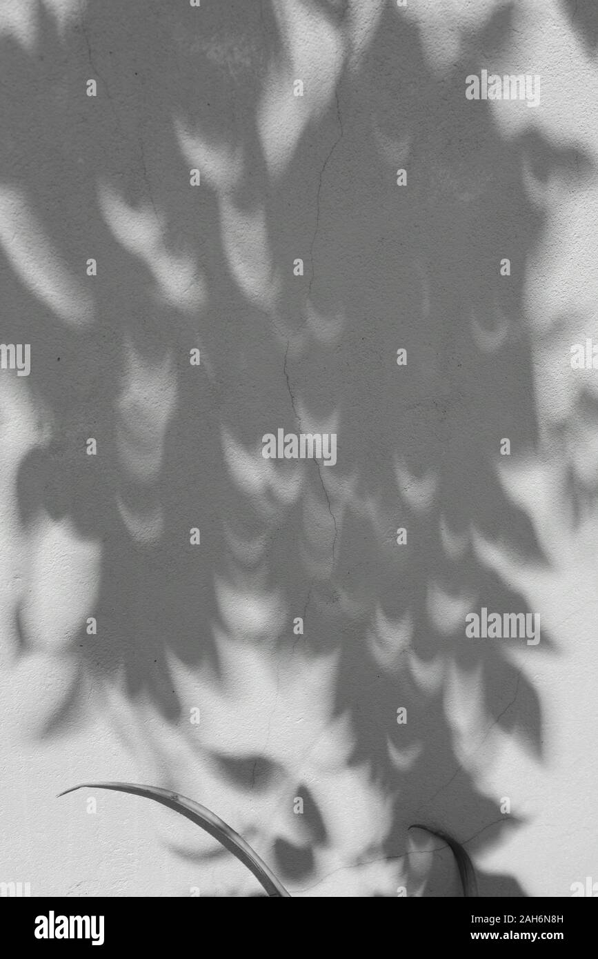 Crescent-shaped shadows of foliage during annular solar eclipse in ...