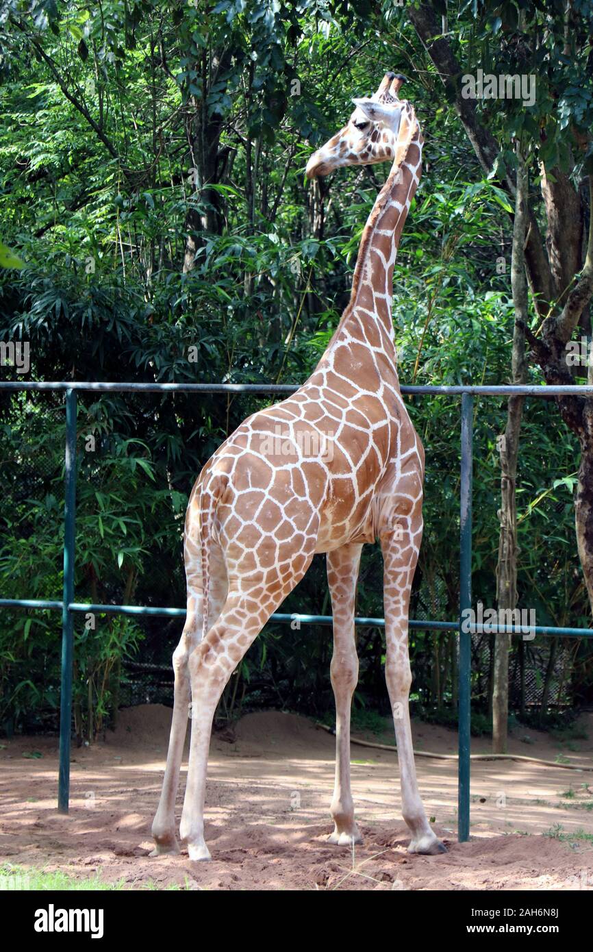 Young Giraf in the Zoo, Odisha, India. Nandankanan Botanical Garden ...