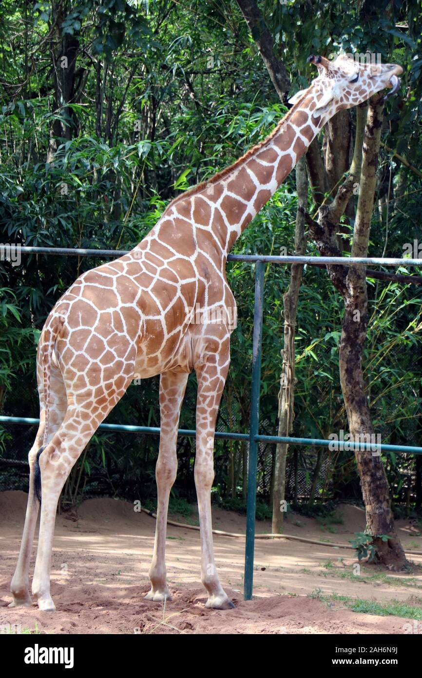 Young Giraf in the Zoo, Odisha, India. Nandankanan Botanical Garden ...