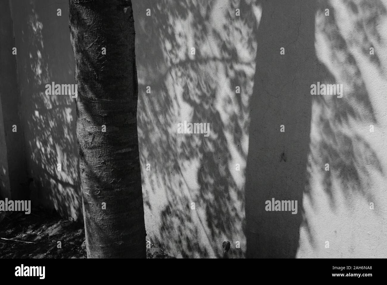 Crescent-shaped shadows of foliage during annular solar eclipse in ...