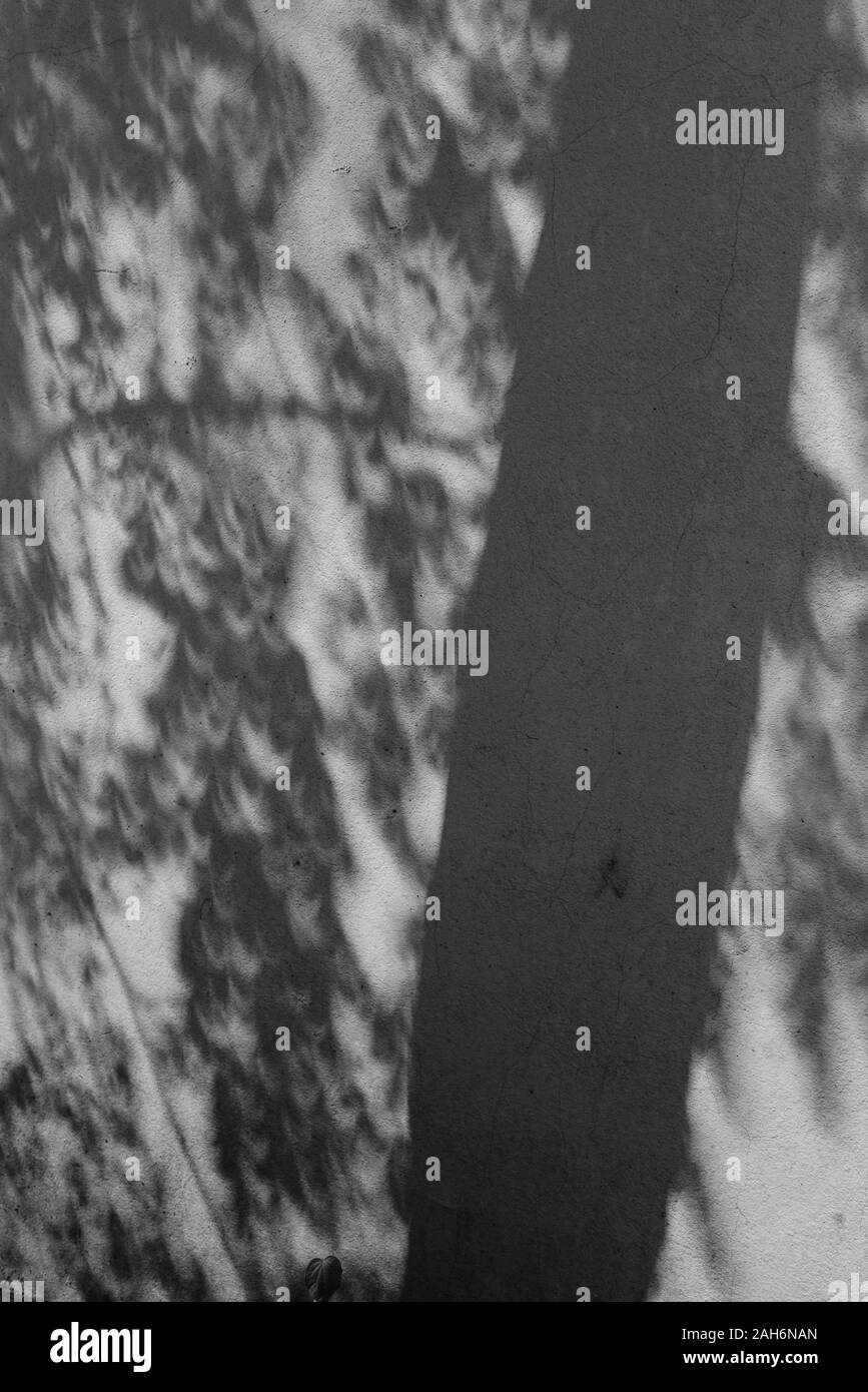 Crescent-shaped shadows of foliage during annular solar eclipse in Phnom Penh, Cambodia on ...