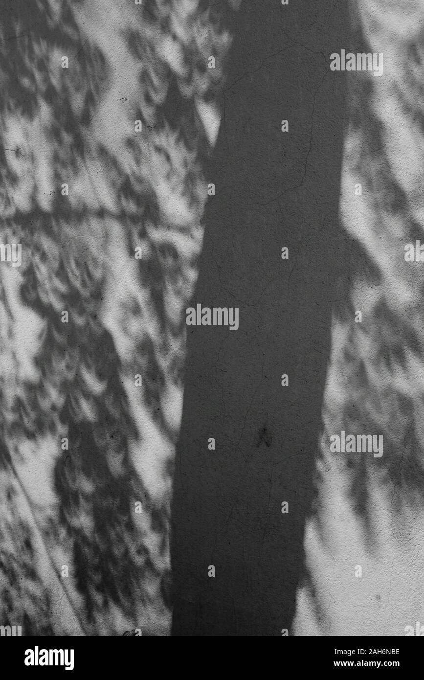 Crescent-shaped shadows of foliage during annular solar eclipse in Phnom Penh, Cambodia on ...