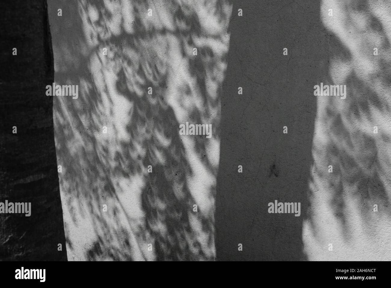 Crescent-shaped shadows of foliage during annular solar eclipse in ...