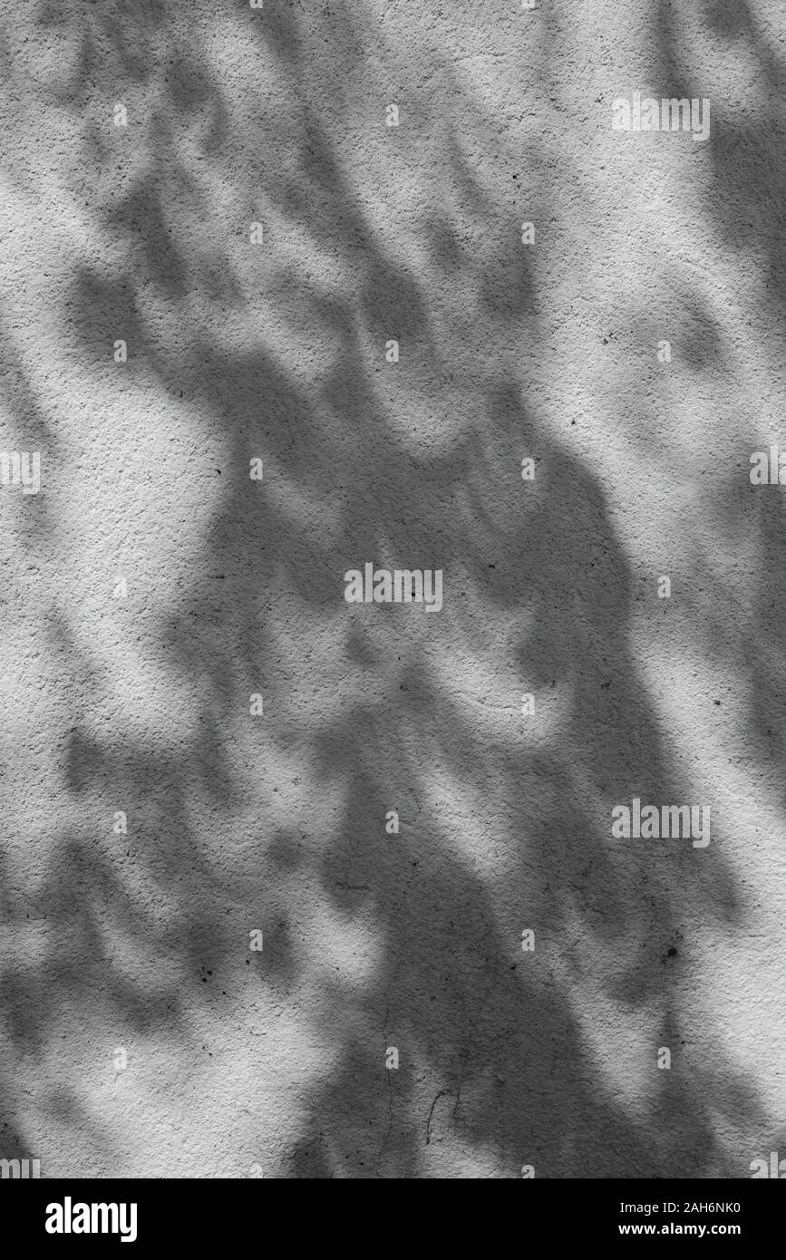 Crescent-shaped shadows of foliage during annular solar eclipse in ...