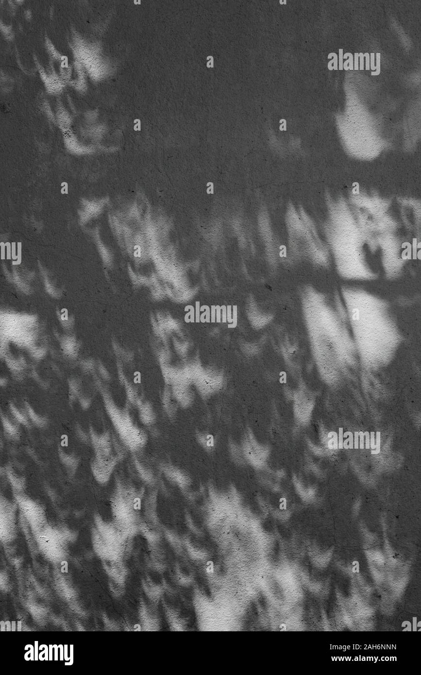 Crescent-shaped shadows of foliage during annular solar eclipse in ...