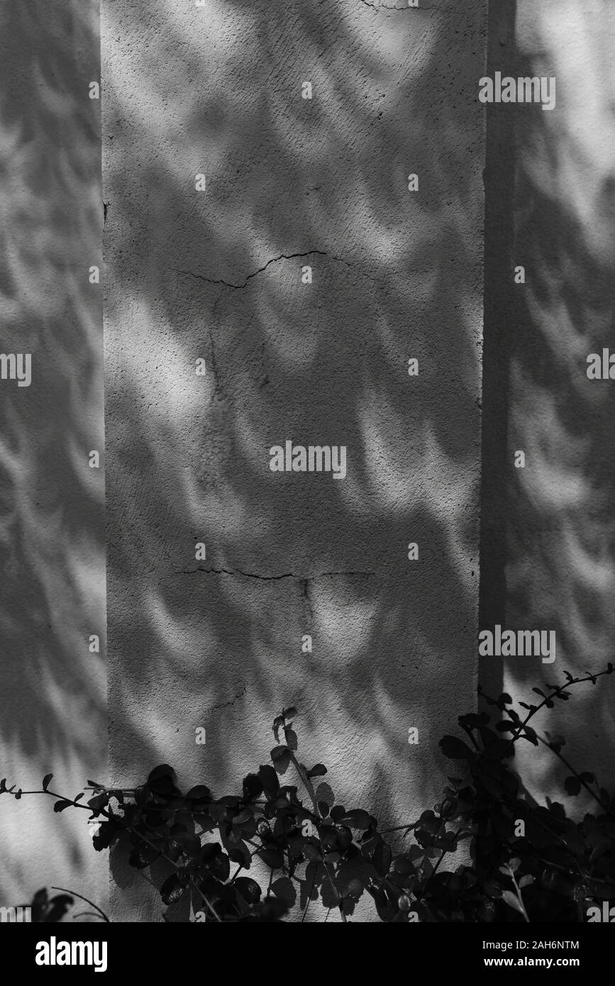 Crescent-shaped shadows of foliage during annular solar eclipse in ...