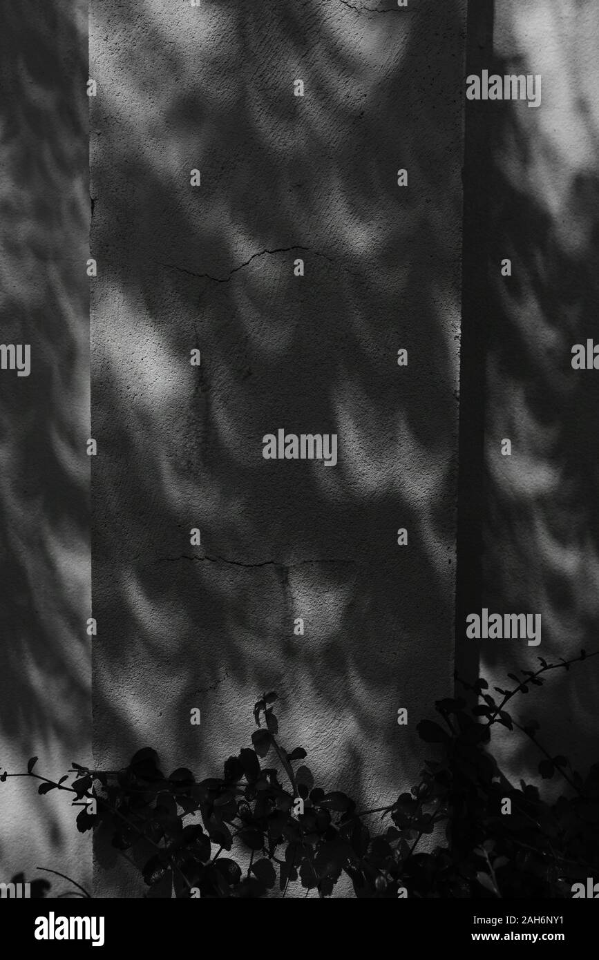 Crescent-shaped shadows of foliage during annular solar eclipse in ...