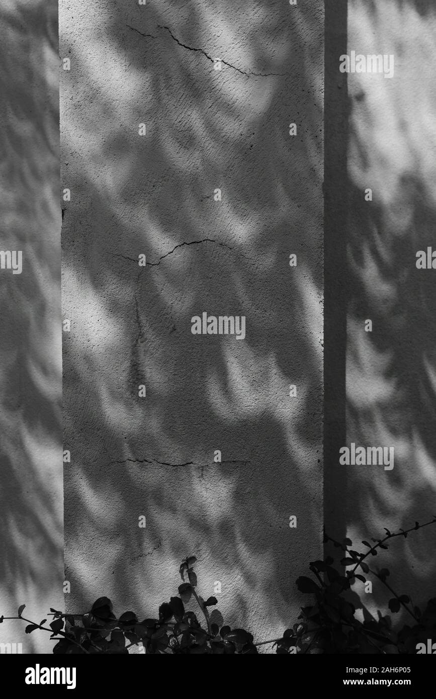 Crescent-shaped shadows of foliage during annular solar eclipse in ...