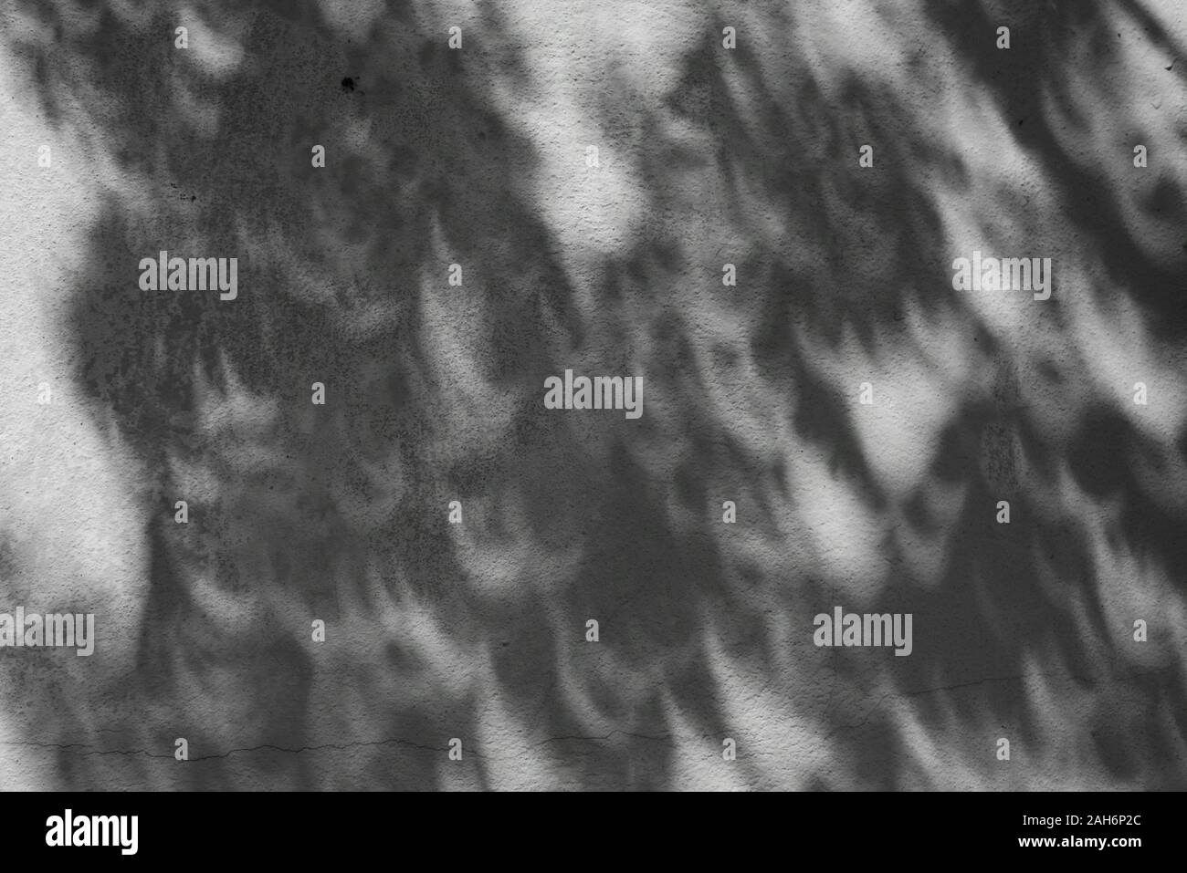 Crescent-shaped shadows of foliage during annular solar eclipse in ...