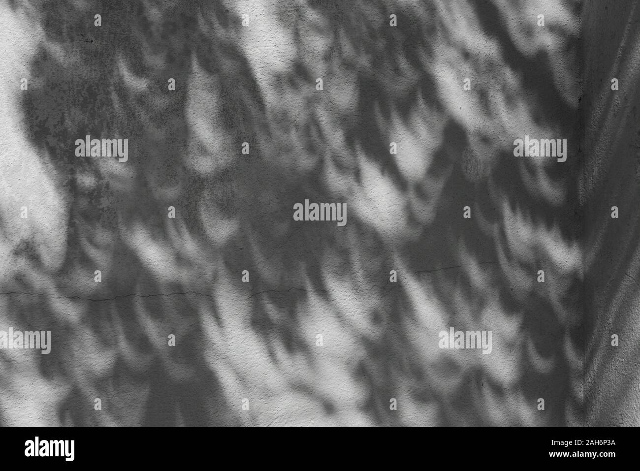 Crescent-shaped shadows of foliage during annular solar eclipse in ...