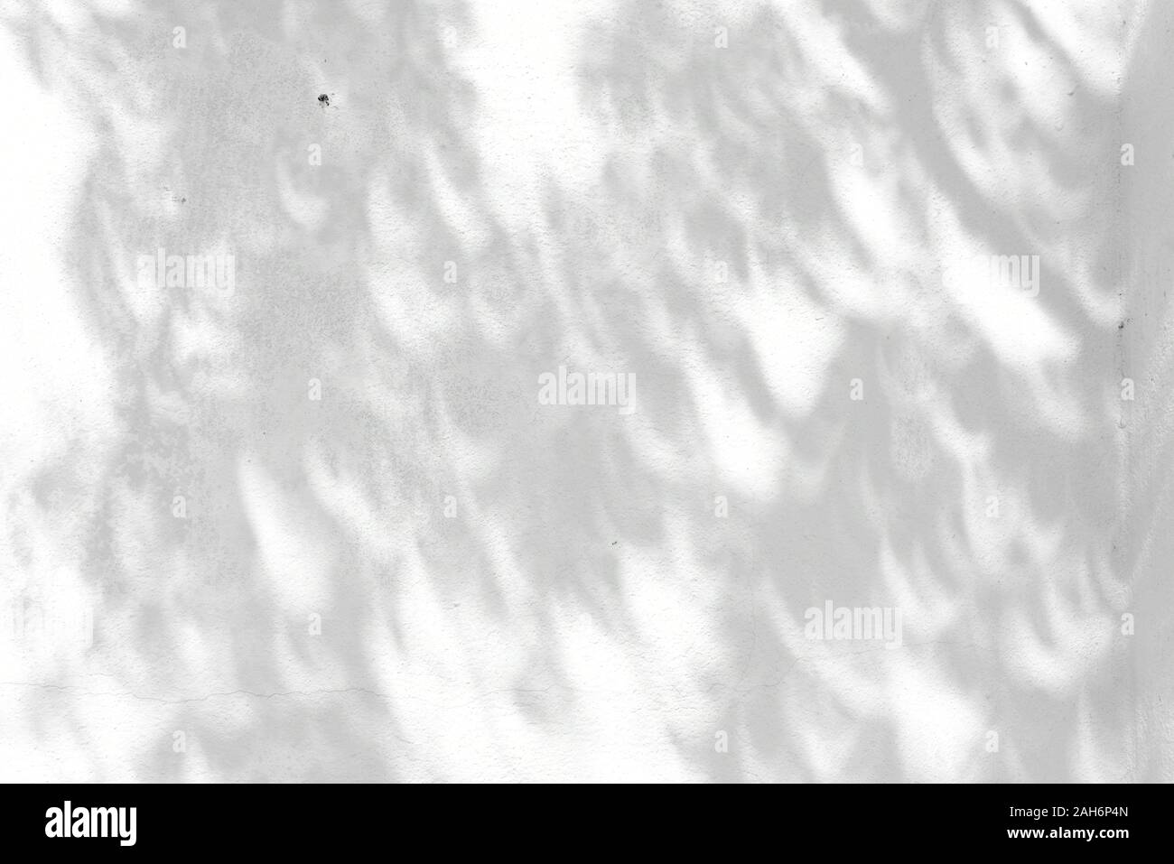 Crescent-shaped shadows of foliage during annular solar eclipse in ...