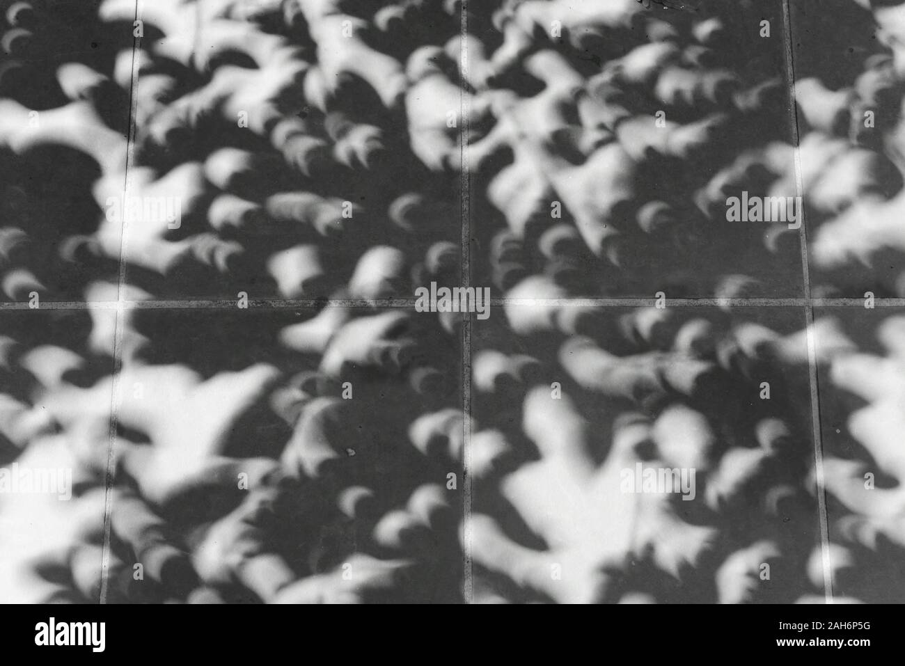 Crescent-shaped shadows of foliage during annular solar eclipse in ...