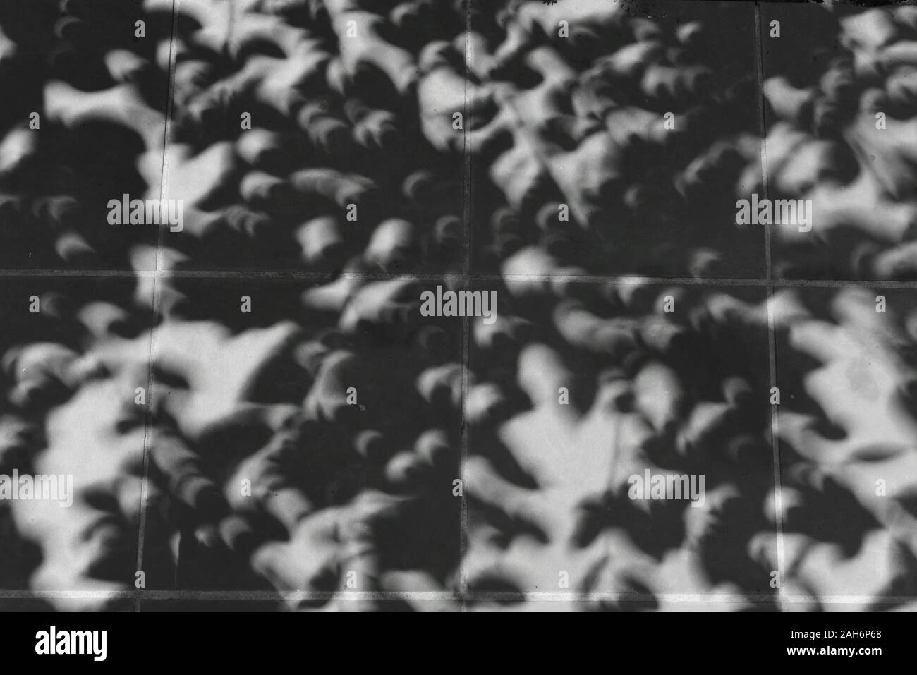 Crescent-shaped shadows of foliage during annular solar eclipse in ...