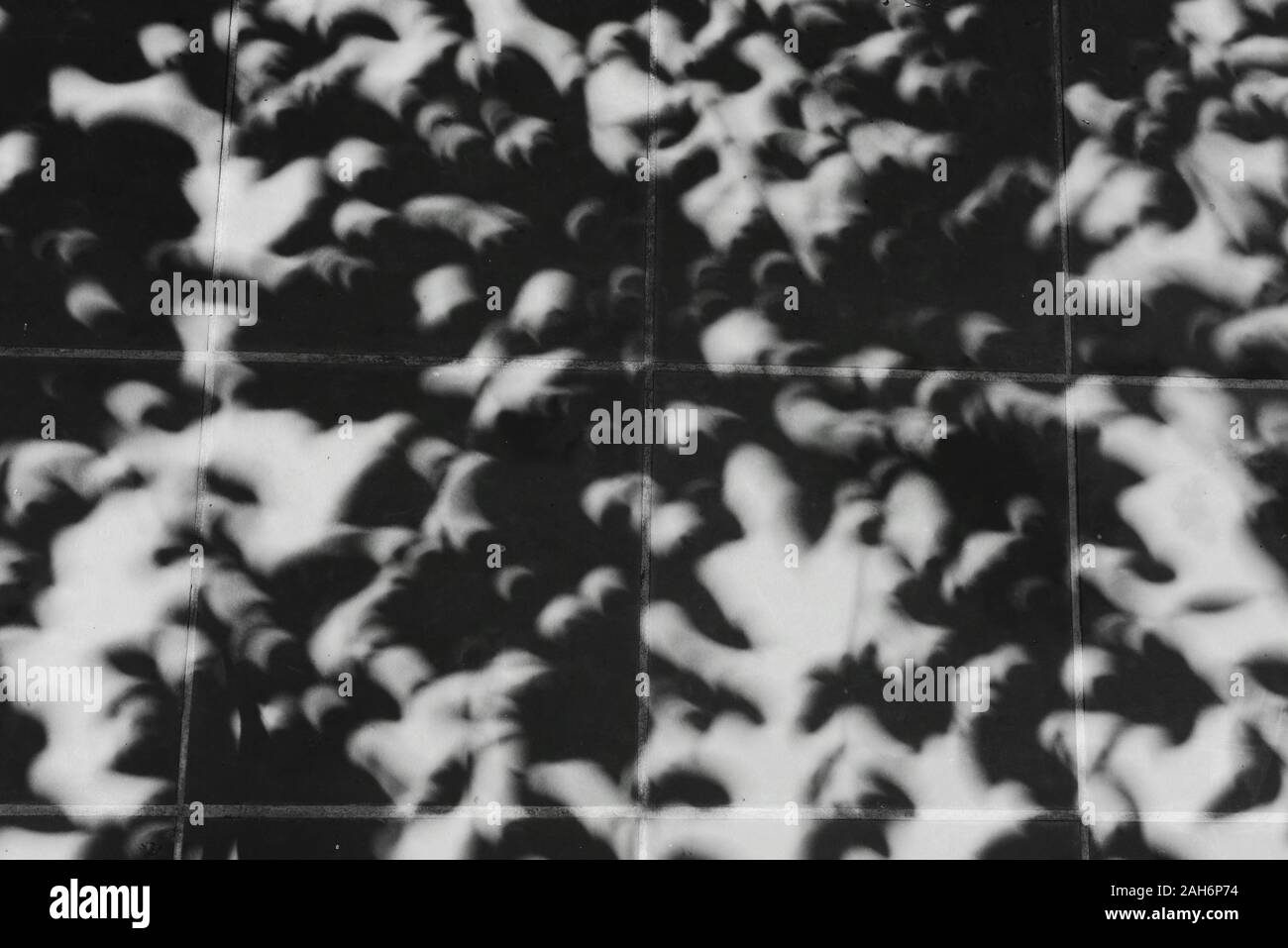 Crescent-shaped shadows of foliage during annular solar eclipse in ...