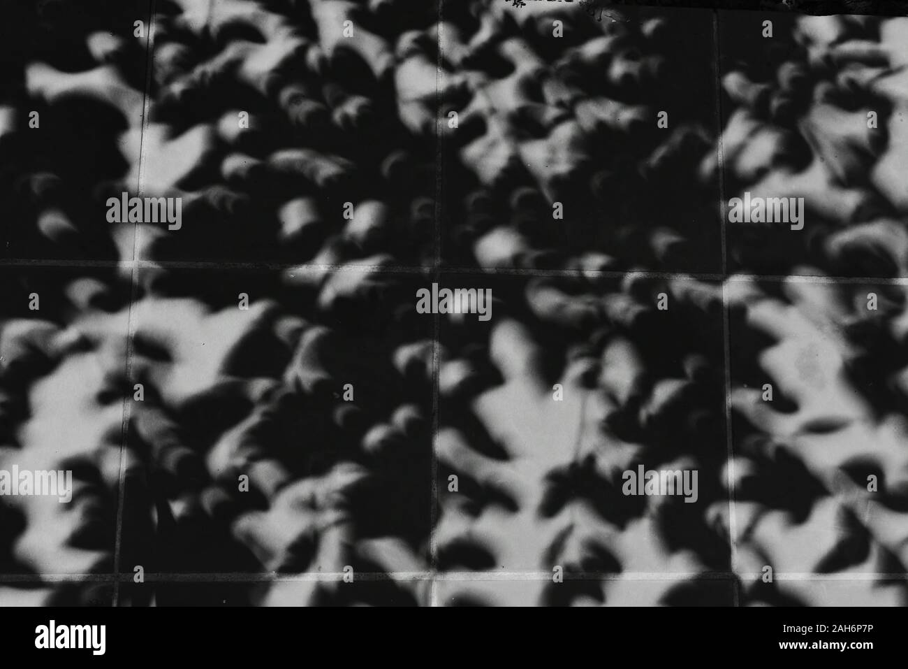 Crescent-shaped shadows of foliage during annular solar eclipse in ...