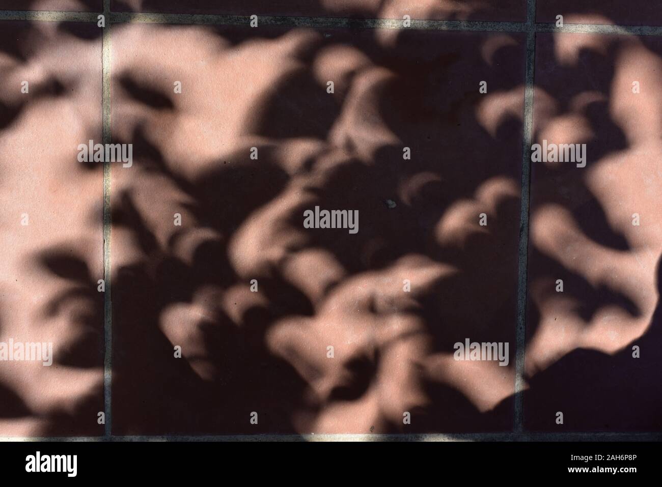 Crescent-shaped shadows of foliage during annular solar eclipse in ...