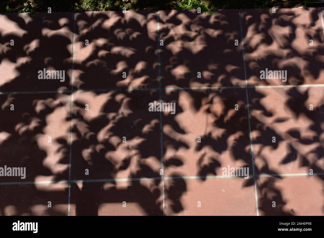 Crescent-shaped shadows of foliage during annular solar eclipse in ...