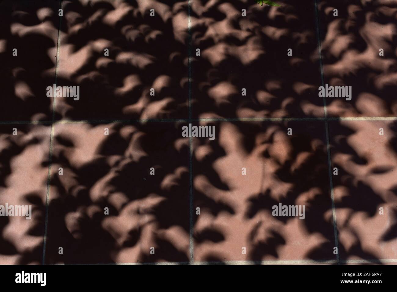 Crescent-shaped shadows of foliage during annular solar eclipse in ...