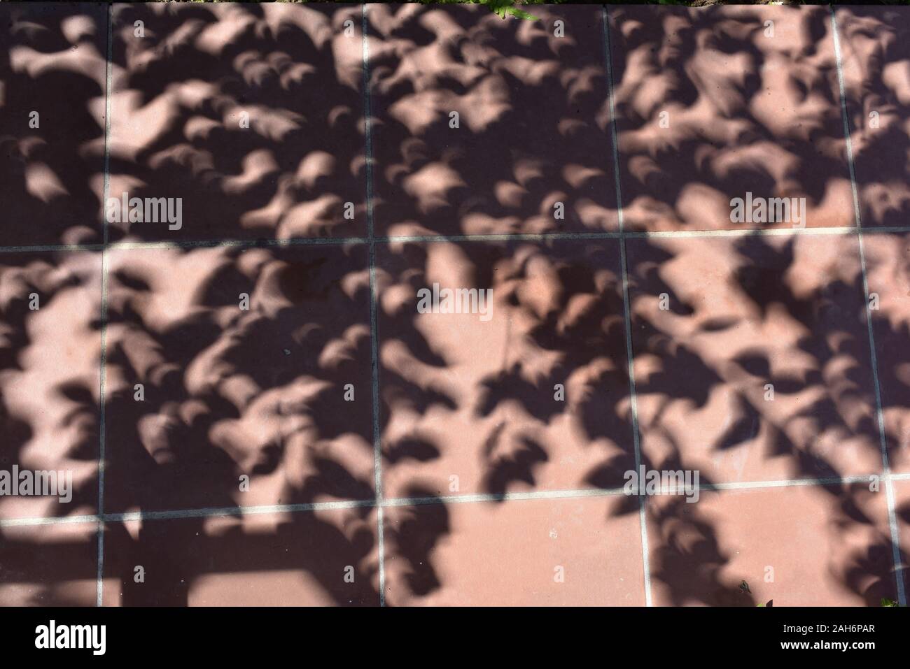 Crescent-shaped shadows of foliage during annular solar eclipse in Phnom Penh, Cambodia on ...