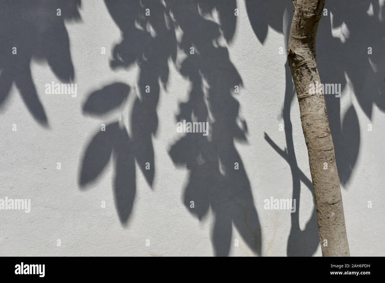 Crescent-shaped shadows of foliage during annular solar eclipse in ...
