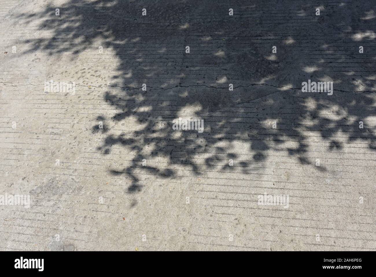 Crescent-shaped shadows of foliage during annular solar eclipse in ...