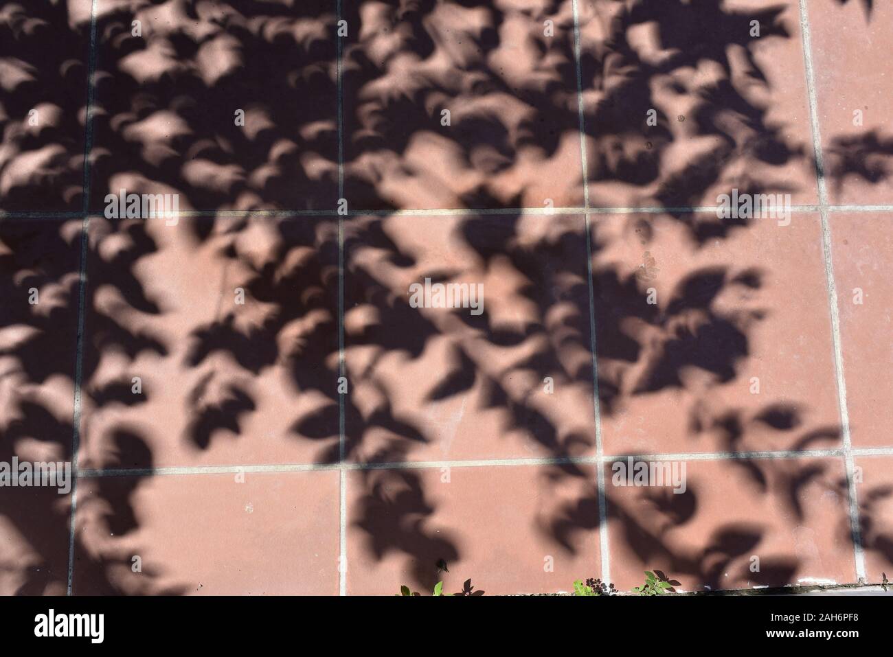 Crescent-shaped shadows of foliage during annular solar eclipse in ...