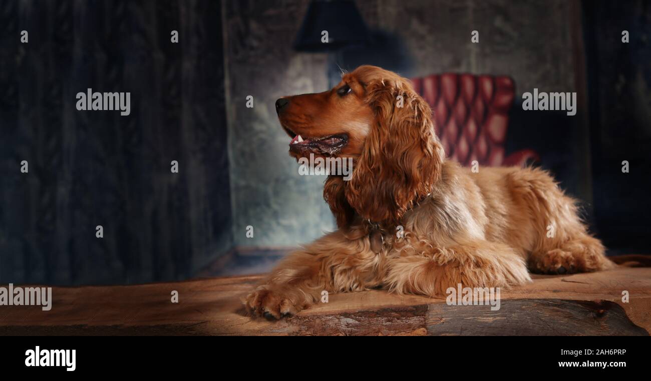 cocker spaniel dog portrait shooting in photo studio Stock Photo - Alamy