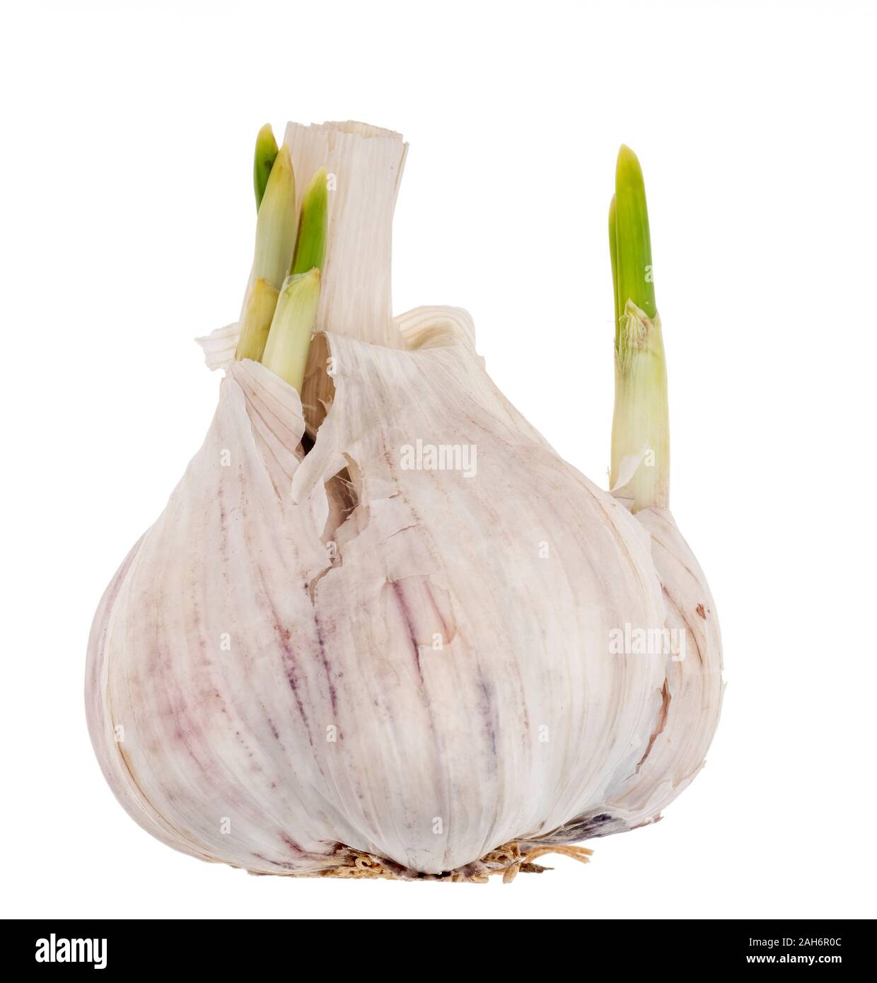 Garlic shoot Cut Out Stock Images & Pictures - Alamy